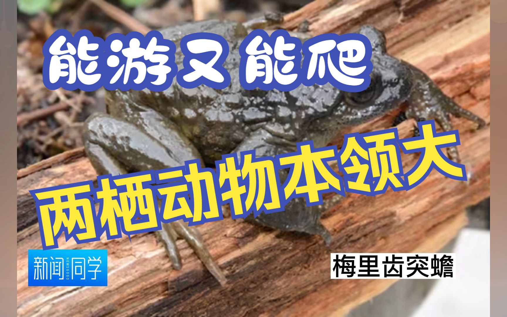 我国两栖爬行动物大家庭又添新成员