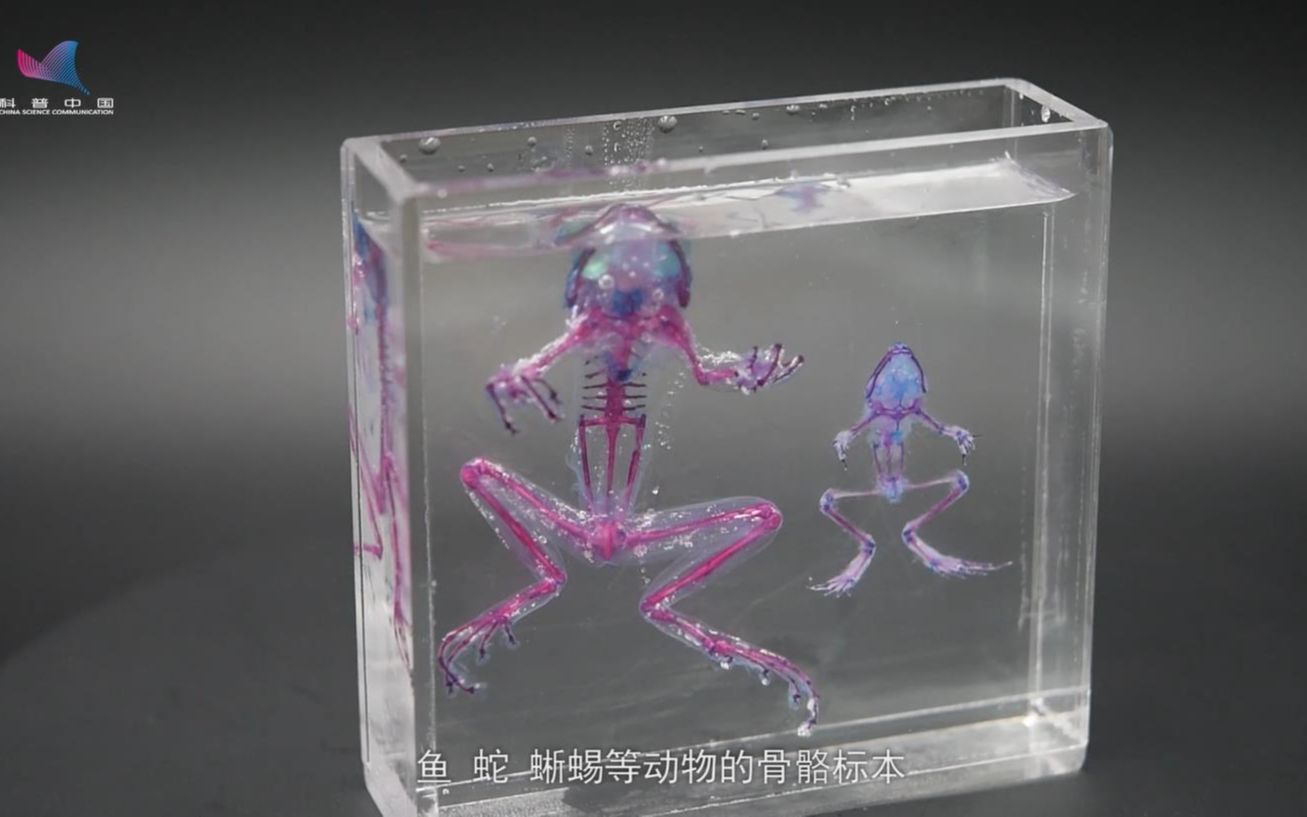 不用刀,如何获得一份完整的动物骨骼标本