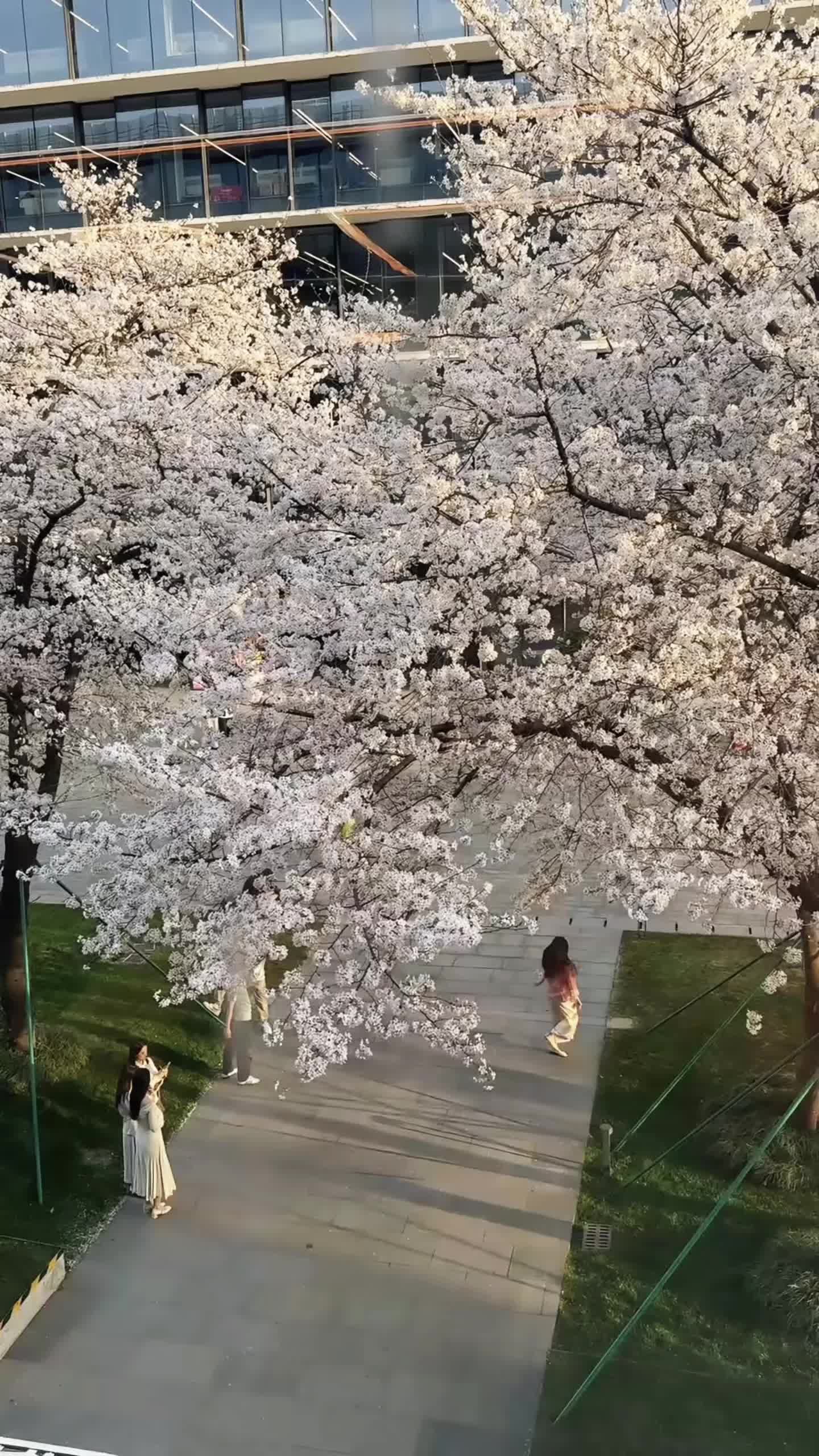 没错!这是一期库存视频～#樱花 #日常vlog #大厂 #打工日常 #阿里樱花