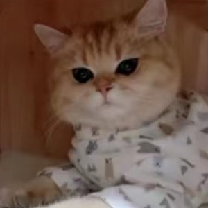 跳跳是只矮脚猫