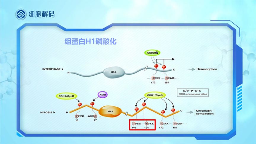 细胞解码:8.2细胞增殖与周期(上)—有丝分裂