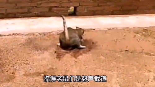 真实版猫抓老鼠,老鼠崩溃的极限在哪里,这小心脏真的要跳出来了
