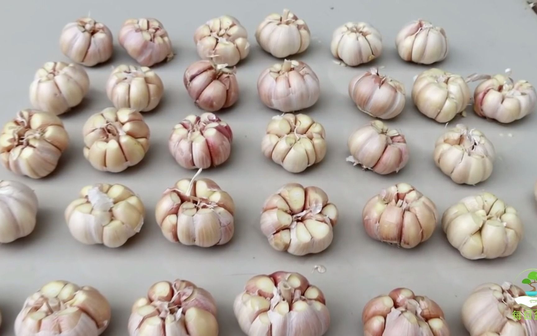 懒人种蒜苗,不用土不用浇水,23天出蒜苗,在家坐等收菜