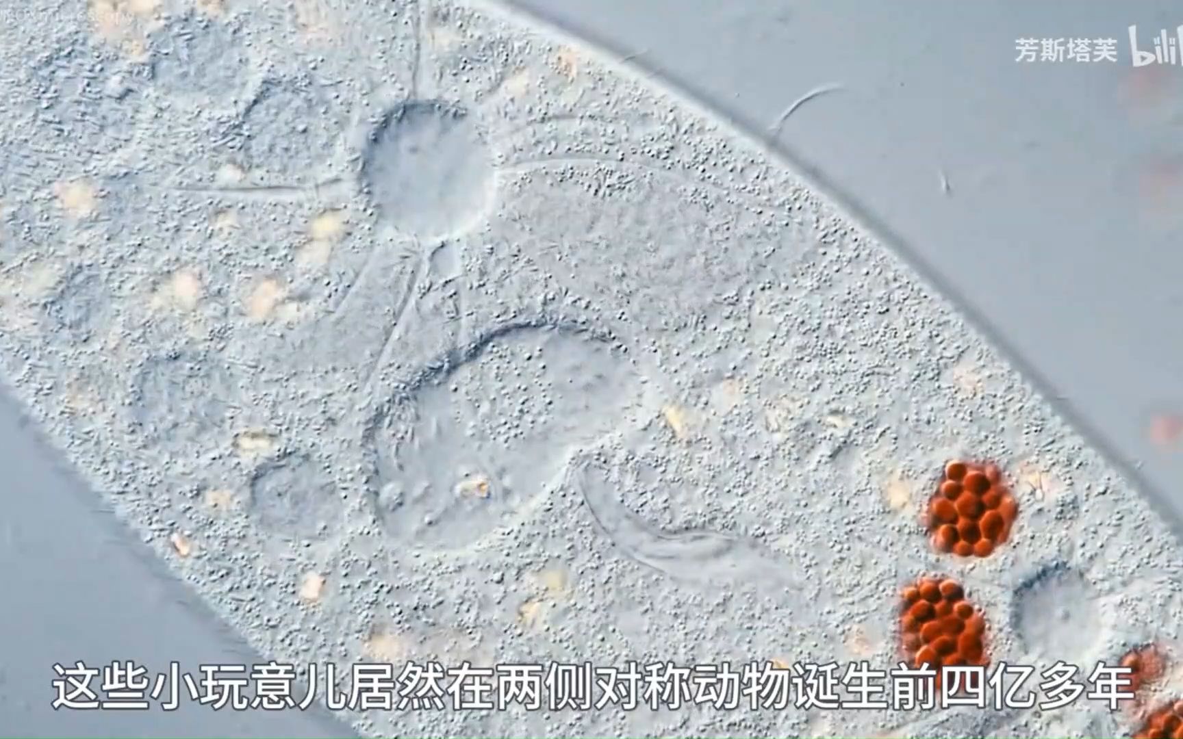 草履虫口沟胞肛收集管伸缩泡