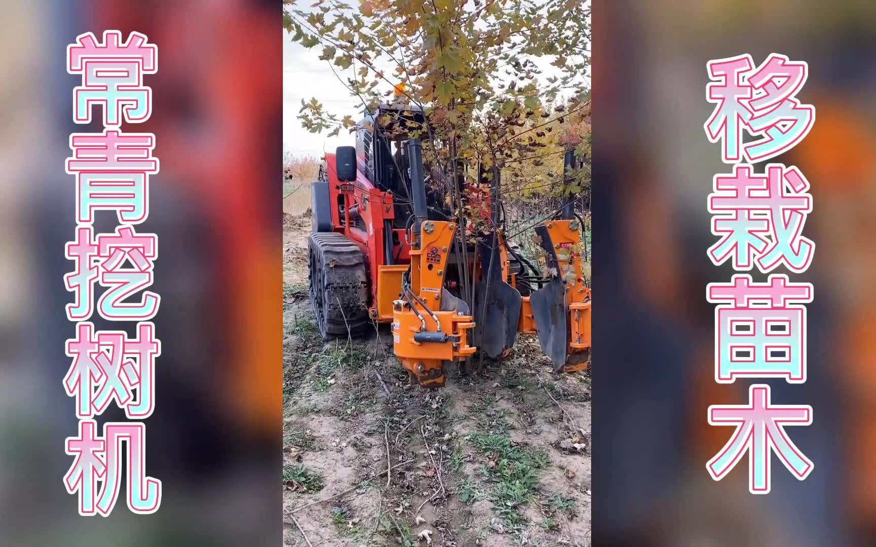 ...只需要2分钟?这不是科幻片,常青挖树机带你看看如何提高农作效率