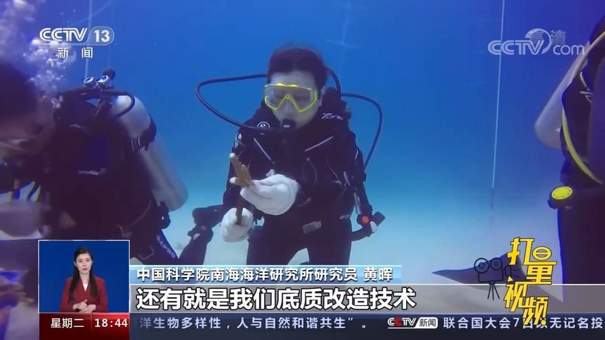 保护海洋生态!珊瑚礁是如何“种”出来的?来看看|共同关注