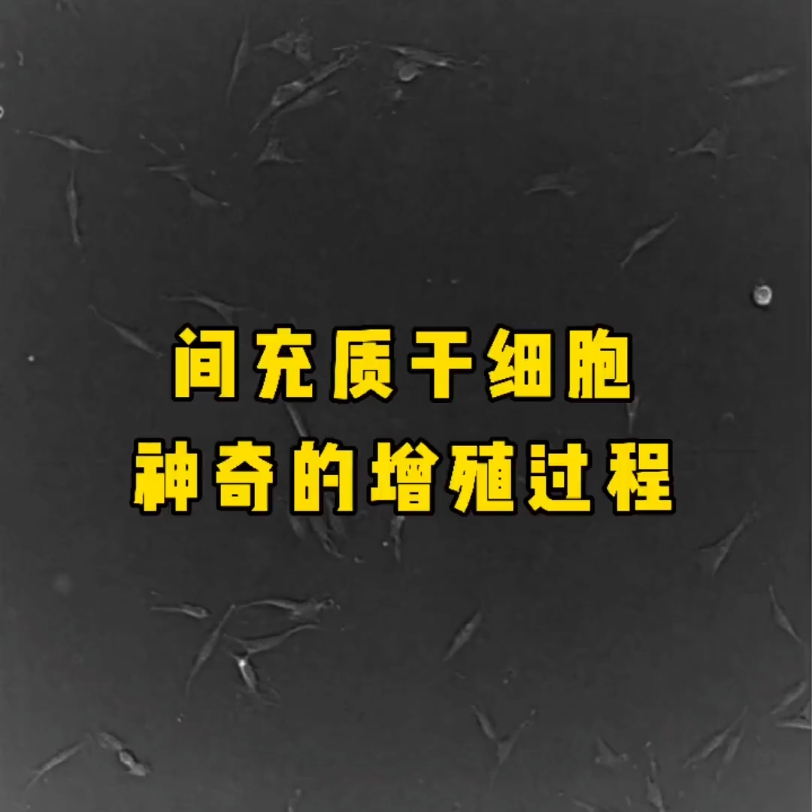 漂亮!间充质干细胞神奇的增殖过程
