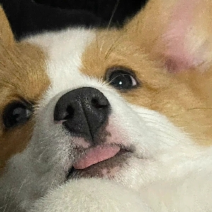 小苗丫丫 