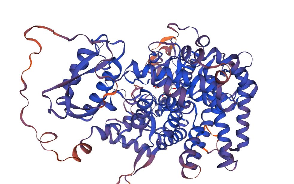 Swiss_Model快速建模