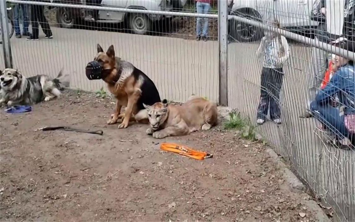 “犬王”比特犬,遇上“杀戮机器”猞猁时,谁会更胜一筹呢