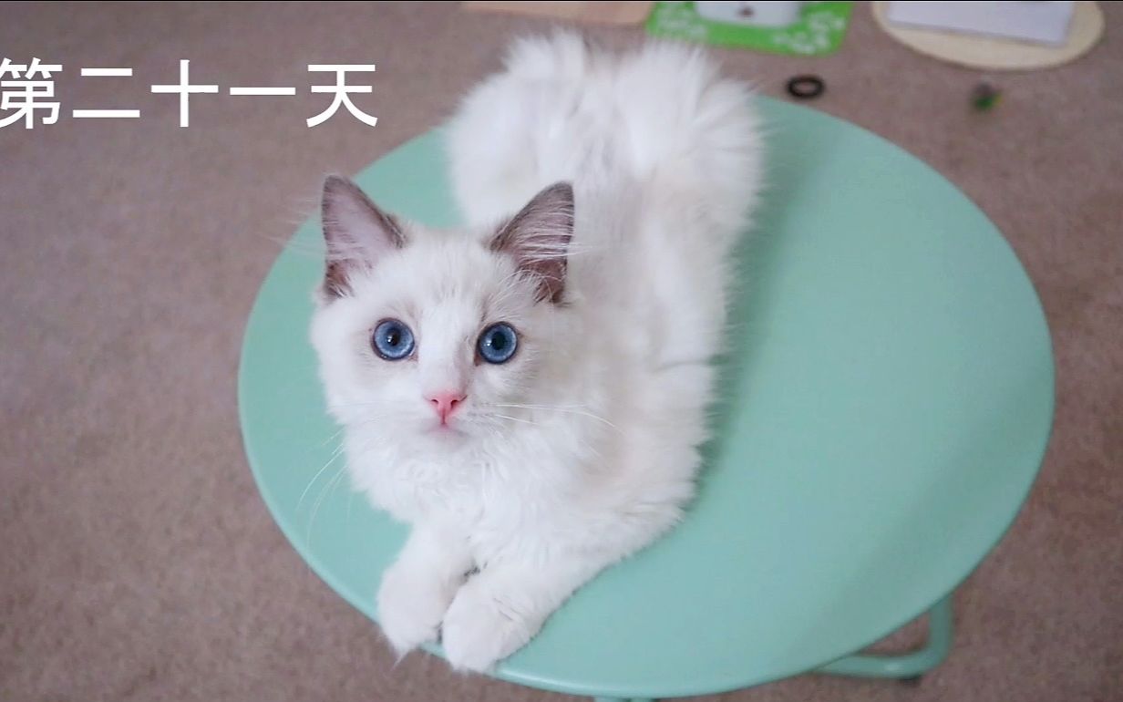 打针时候针头与针筒分离!针头扎在猫咪身体里,针筒在我手里!