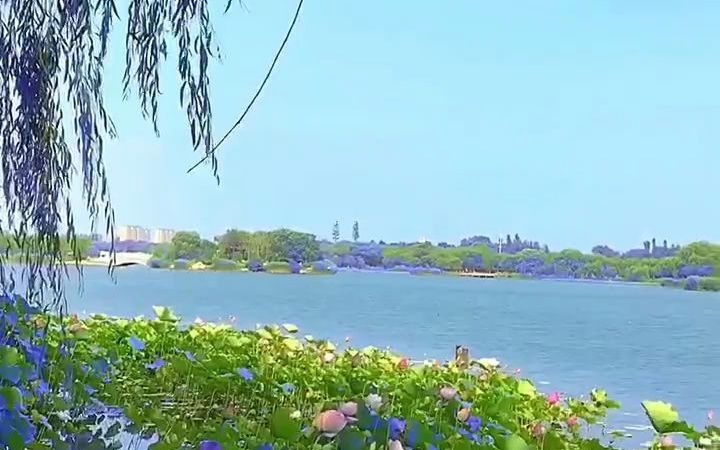 诸葛学堂《豆神大语文:中小学经典名著精讲》(451559506)