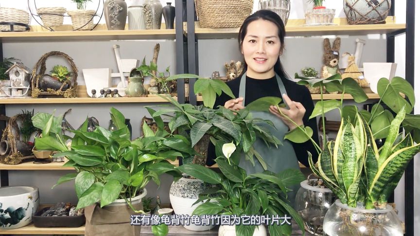 暖气房、空调房太干燥?这几种植物号称加湿器,干燥空间必备