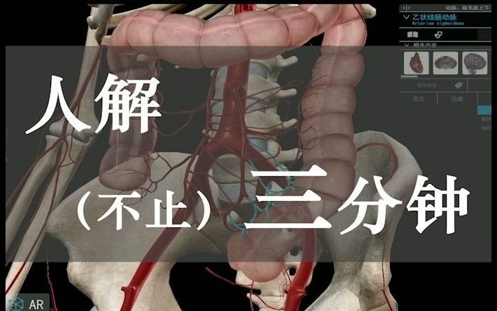 【人解三分钟】一起识动脉4:肠系膜上下动脉,以及腹部动脉的简略图