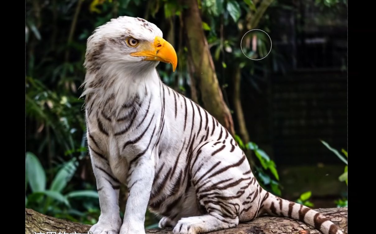 在 Photoshop 中随机动物组合!