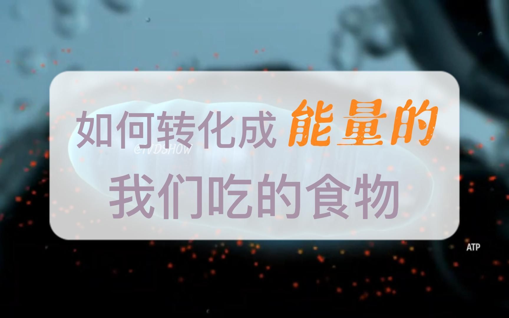 我们吃的食物是如何转化成能量的?线粒体如何提供能量?