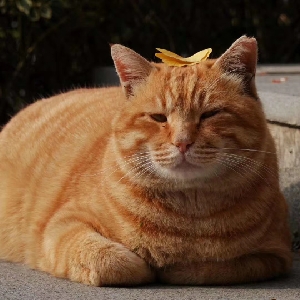 辉耀好运来 