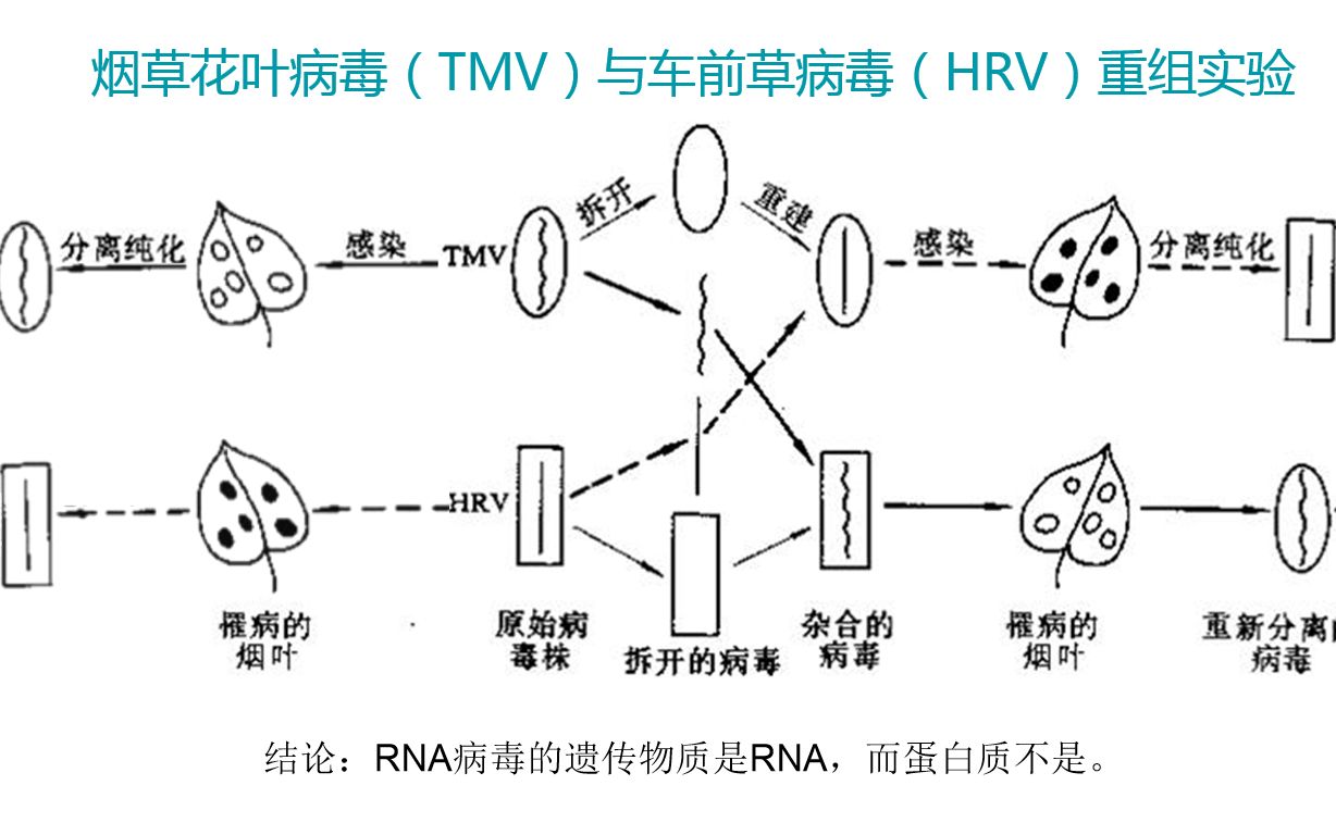 烟草花叶病毒重组实验