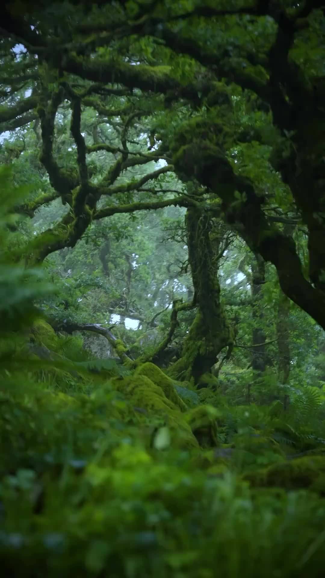 这不是意大利,也不是瑞士,是中国云南哀牢山原始森林。