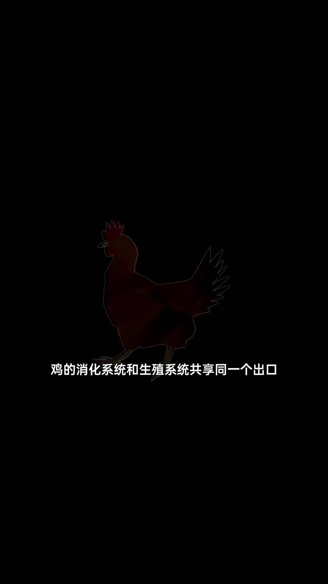 鸡的消化系统和生殖系统共享同一个出口,简直是动物界的万能王