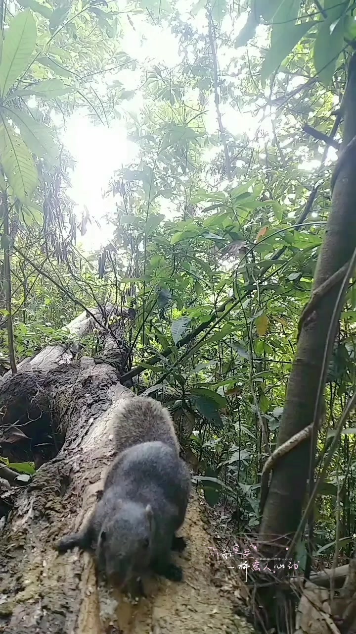 手机零距离录拍,记录可爱的松鼠。#保护野生动植物,守护生态家园