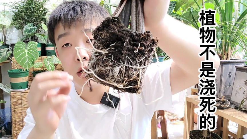 植物死亡的最大原因解析以及如何解决