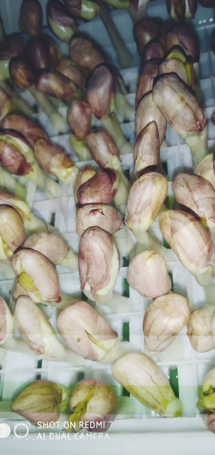 花生芽生长过程