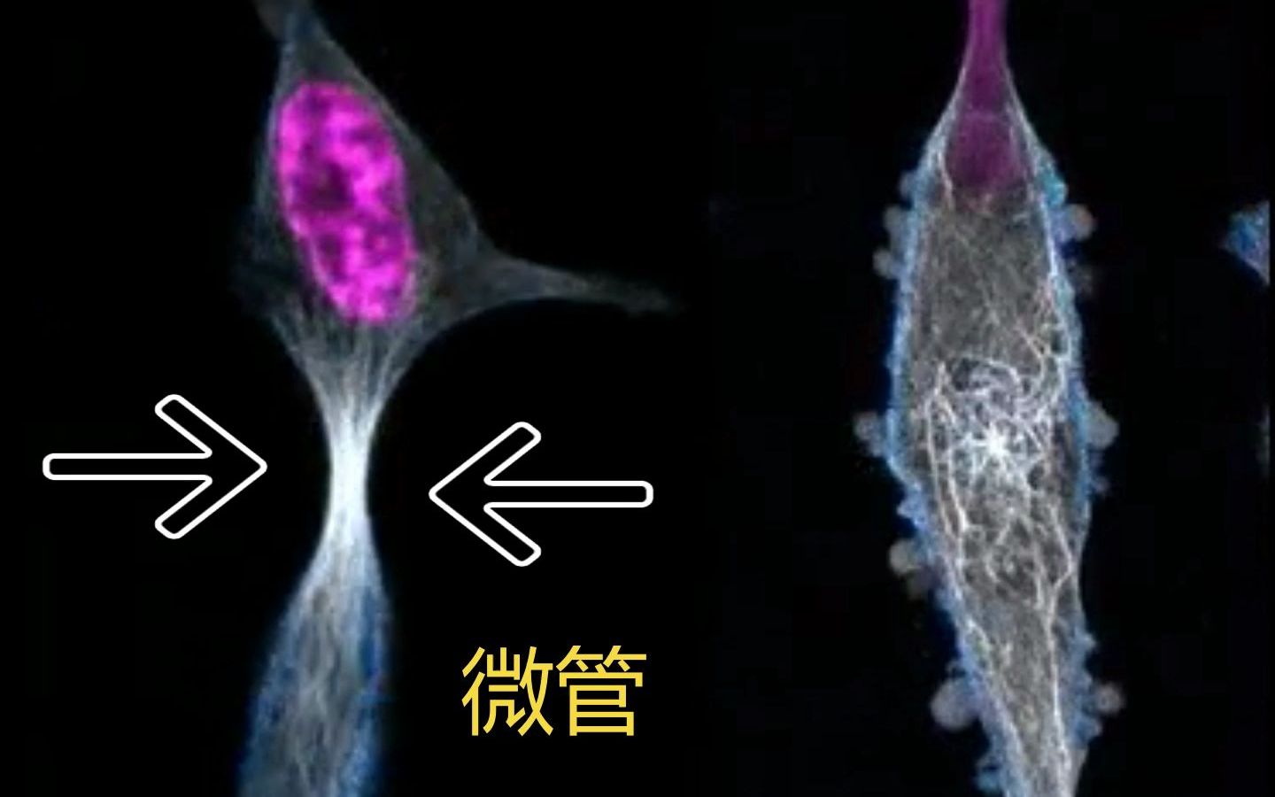 细胞穿过小小的微管