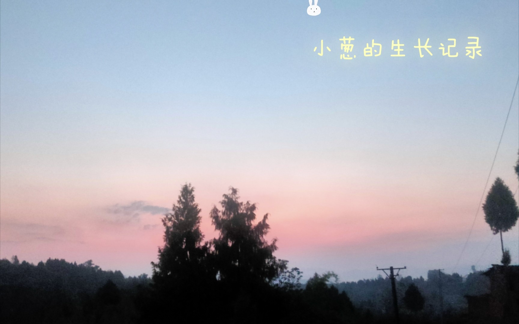 随手记录小葱的生长过程