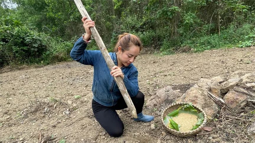 农业扩张-如何在森林中种植和培育旱稻