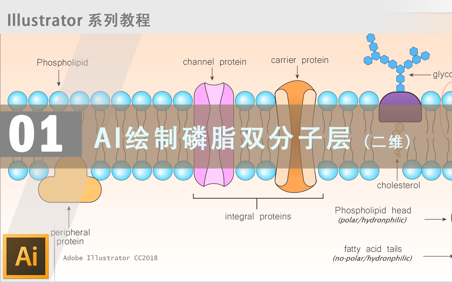 AI绘制磷脂双分子层(二维)