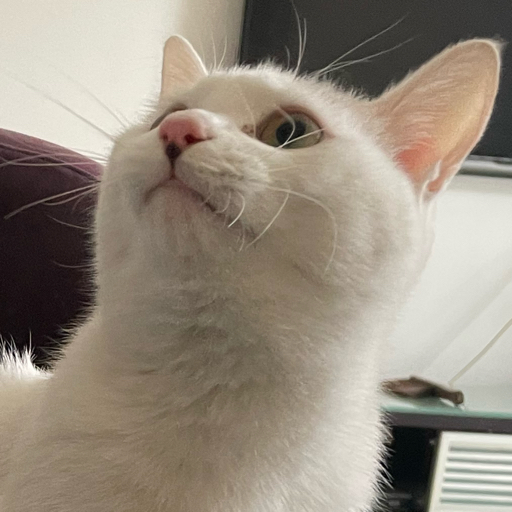 珍猪热奶猫 