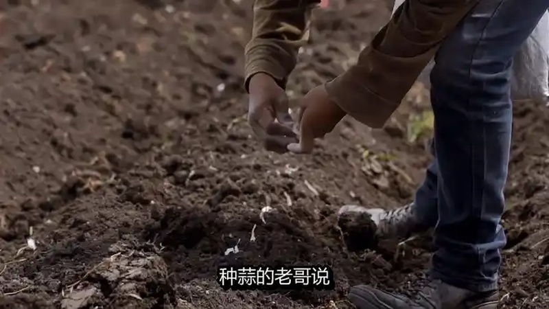尿 素 蓝大蒜好不好