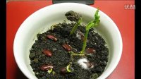 豆子的生长发芽过程