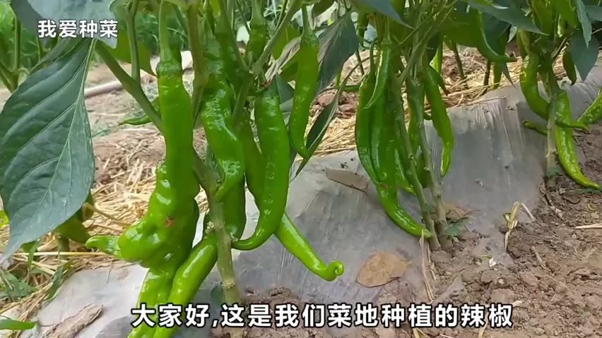 种植牛角椒做好这三方面，长得又大又多
