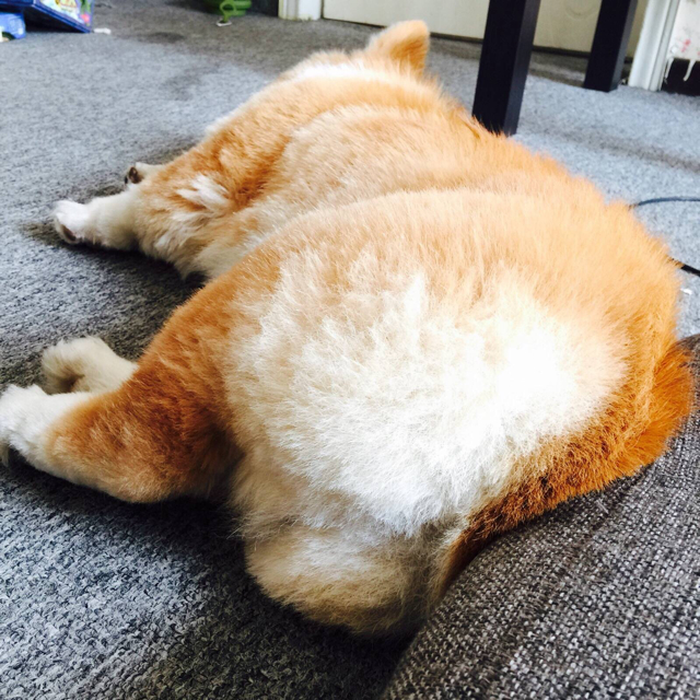 扭扭小天使 