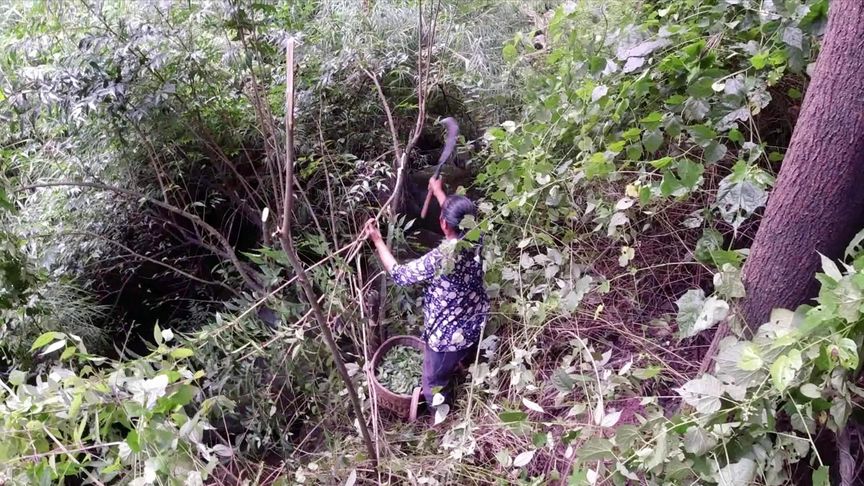农村母女上山找苦丁茶,三棵茶树有几十斤,你们见过这种茶叶吗?
