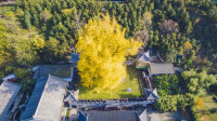 世界上最珍贵的树,两棵在中国,一棵价值1亿,一棵无价