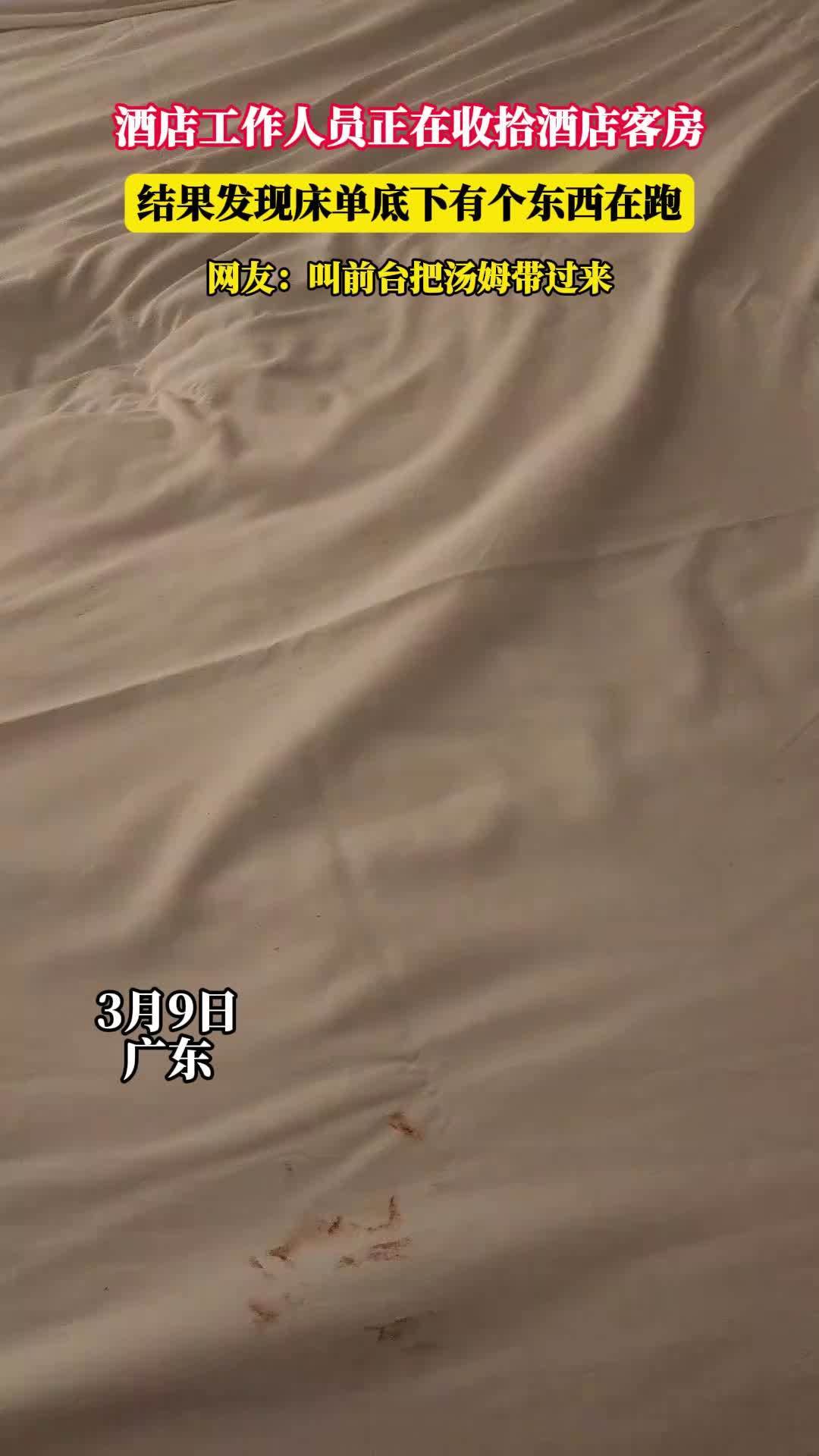 酒店工作人员正在收拾酒店客房,结果发现床单底下有个东西在跑