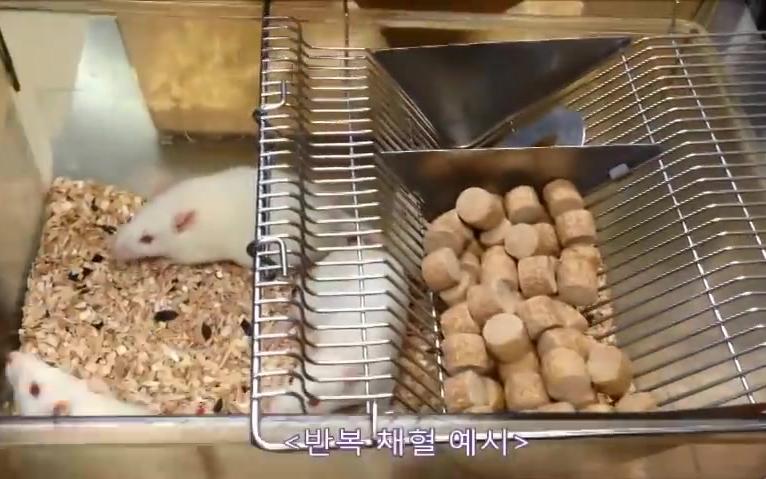 非麻醉状态下大鼠多次采血的简单方法