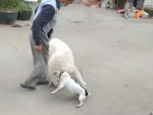 安徽老爷爷家大个子被小个子欺负,像极了溺爱的孩子刚踏入社会的样子