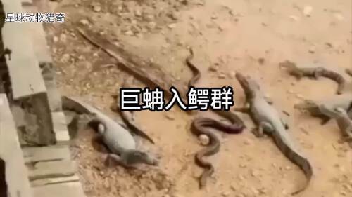 巨蚺冲鳄群,鳄避让