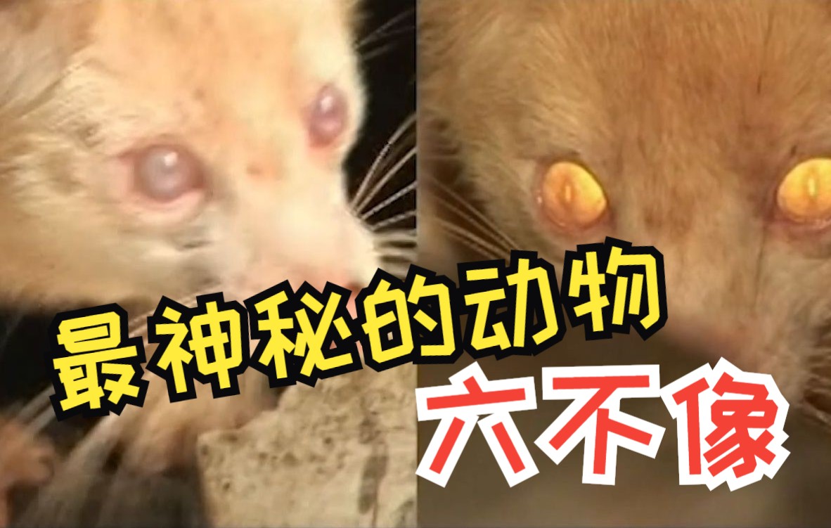 神奇动物“六不像”,猪鼻、鼠耳、狐身,眼睛晚上发亮光