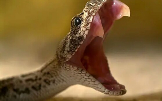 【纪录片/自然密码】——寻找最后蛇族