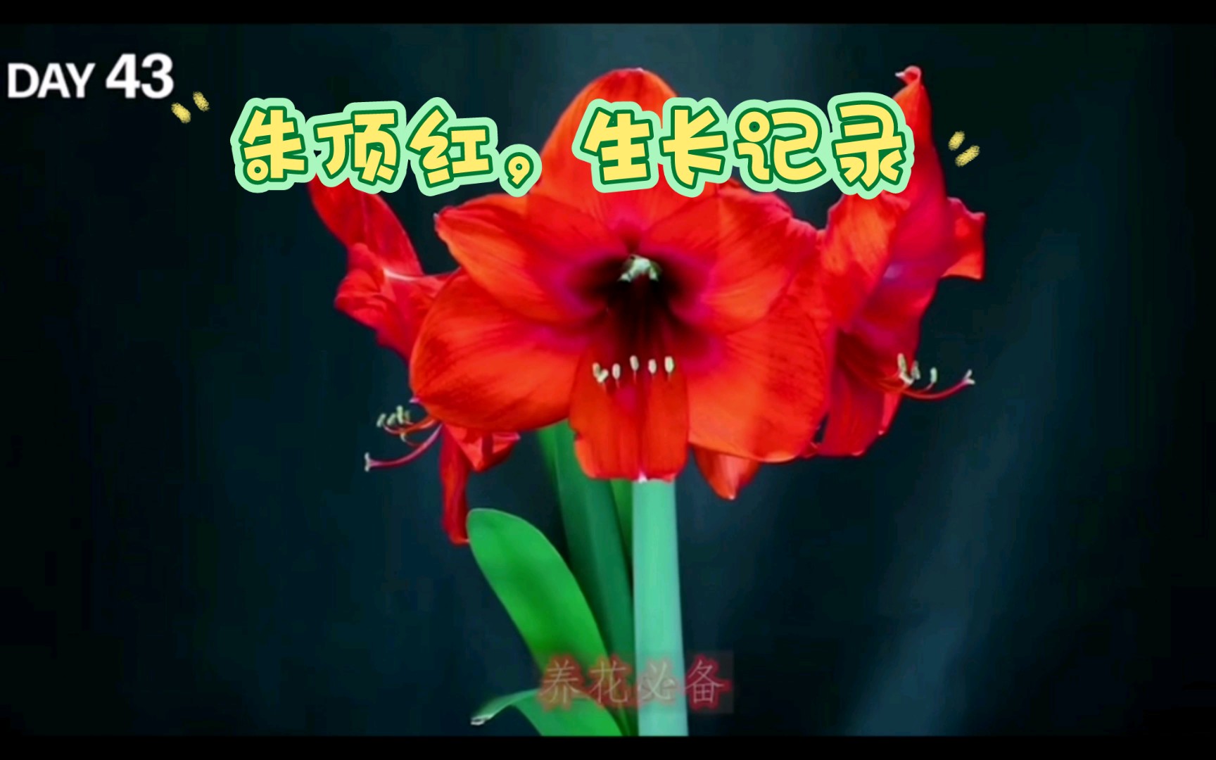 朱顶红,生长过程记录