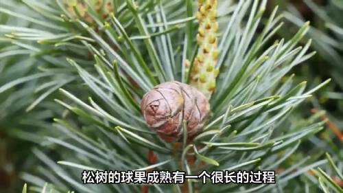 松树传播种子的方式,附松树种子的生长过程
