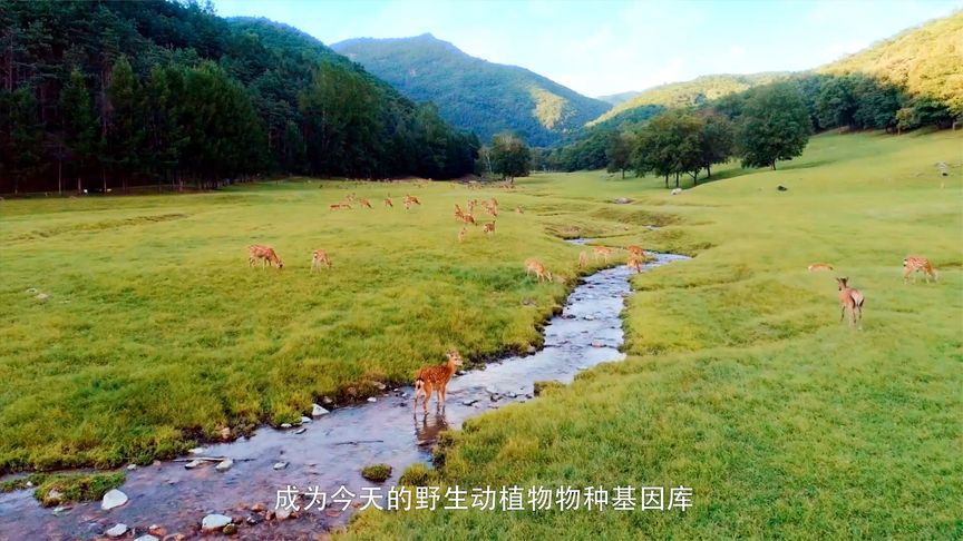 美丽的高岭塞罕坝