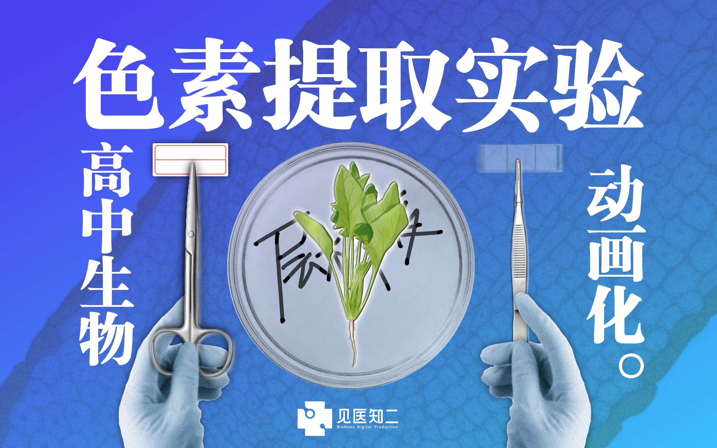 【高中实验动画化】绿叶色素的分离和提取 - 必修一