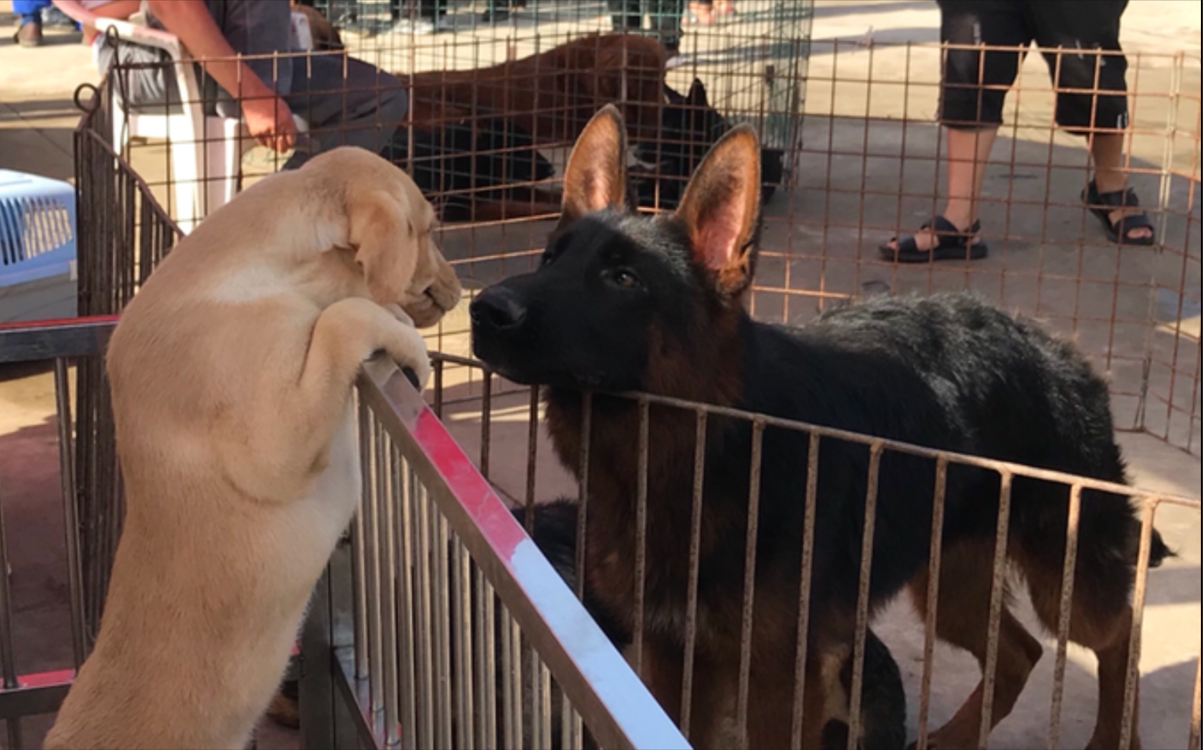 实拍陕西宝鸡狗狗集市,价格从几十元到几千元不等,有你喜欢的吗