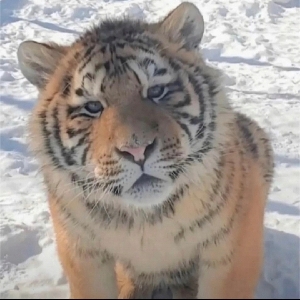 这个账号不太好找 